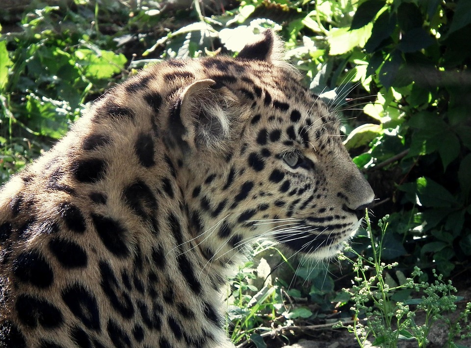 Leopard Raubkatze Großkatze - Kostenloses Foto auf Pixabay - Pixabay