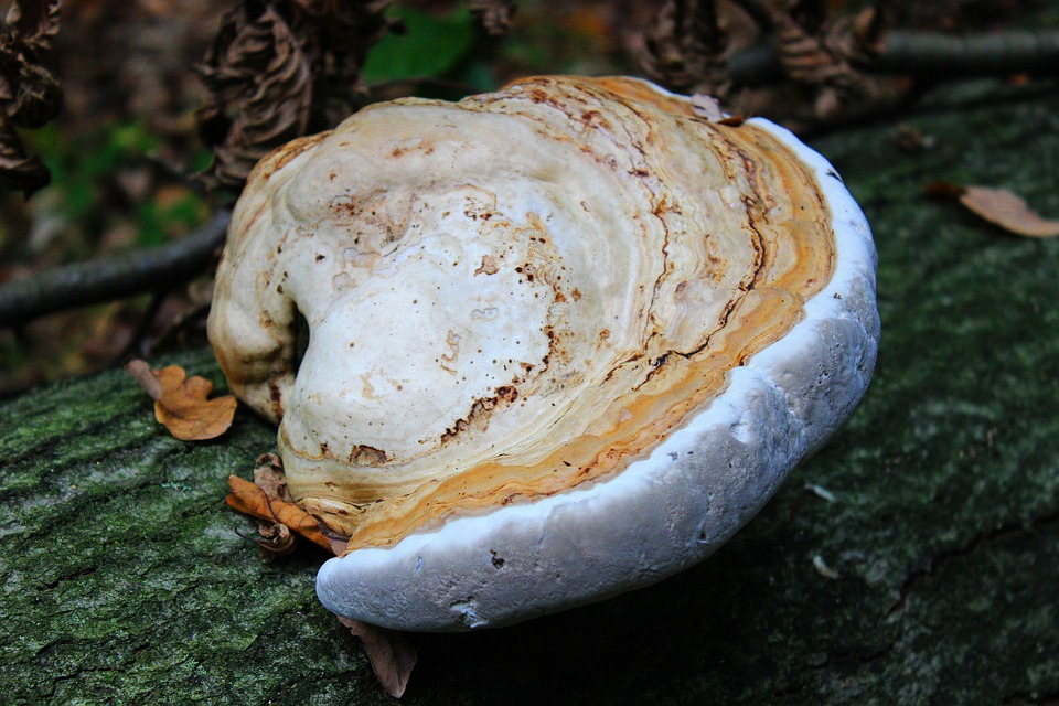 Baumpilz Baumschwamm Pilze Am Baum - Kostenloses Foto auf Pixabay - Pixabay