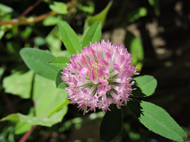 Flor Trevo Natureza - Foto gratuita no Pixabay - Pixabay