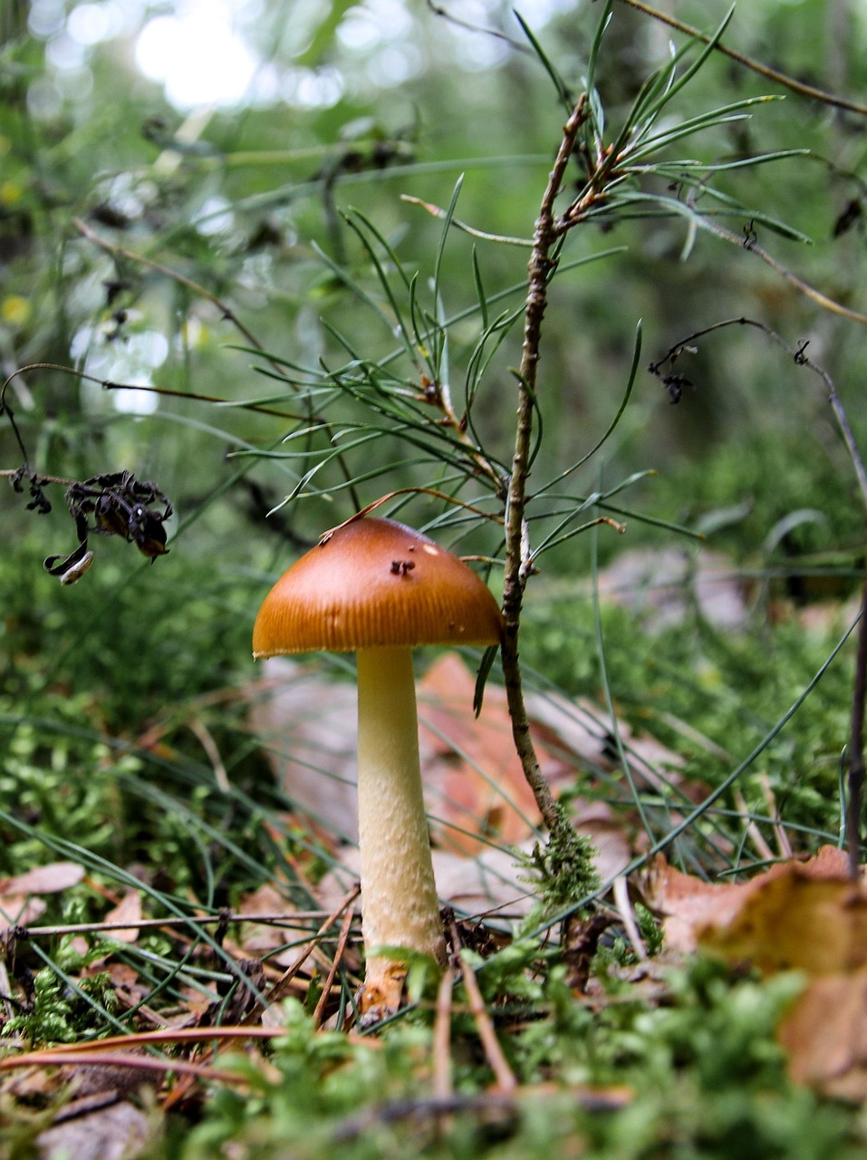 Champignon Forêt Cueillette De - Photo gratuite sur Pixabay - Pixabay