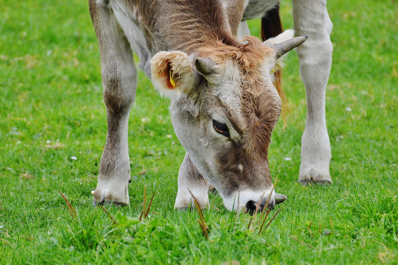 Vache Allgäu Vaches - Photo gratuite sur Pixabay - Pixabay