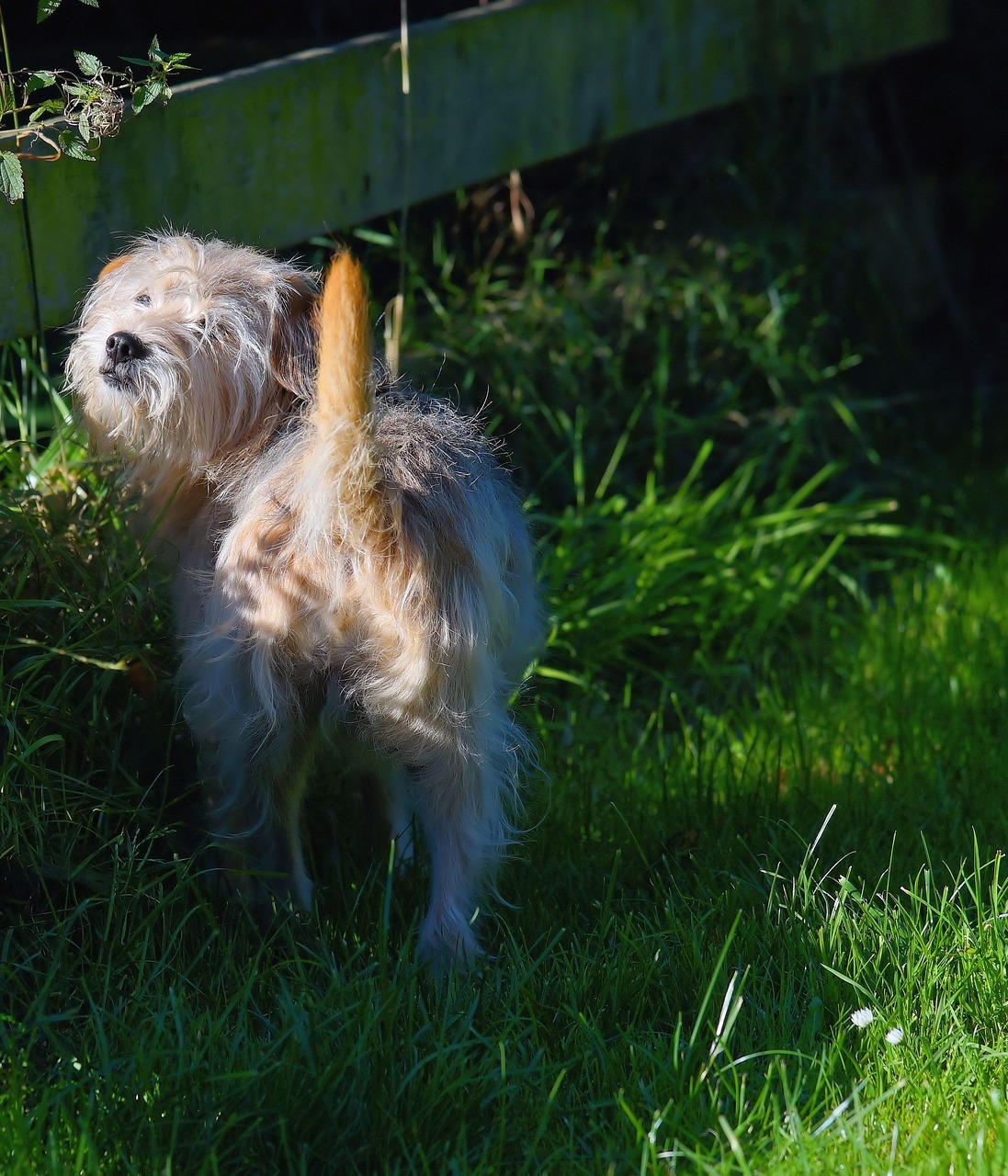 Cachorro Doméstico Cadela - Foto gratuita no Pixabay - Pixabay