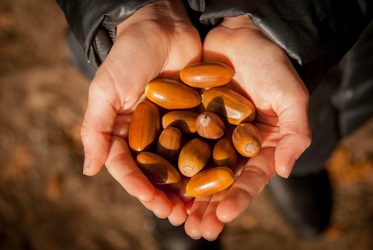 Acorns Hands Nature - Free photo on Pixabay - Pixabay