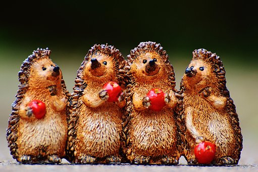 30+ kostenlose Igel Süß und Igel-Bilder - Pixabay