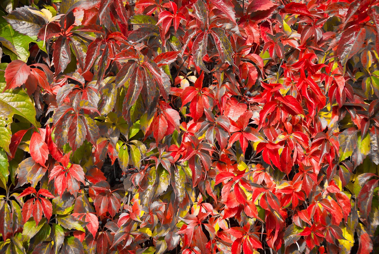 100+ Free Grown Tree & Tree Images - Pixabay