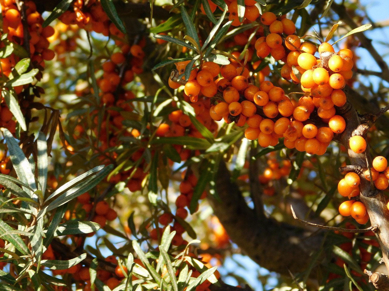 Sea Buckthorn Vitamins Wild Shrub - Free photo on Pixabay