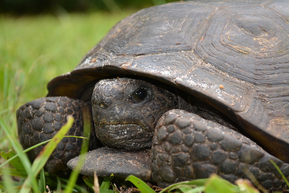 Turtle Grass Animal - Free photo on Pixabay
