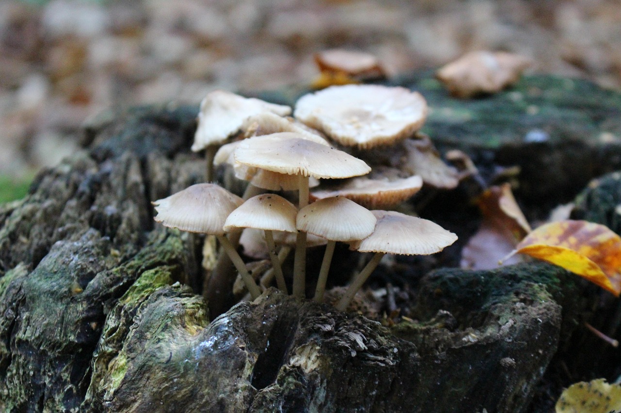 Champignons De L'Arbre - Photo gratuite sur Pixabay