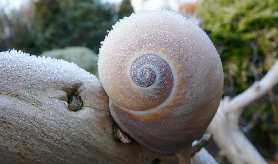 Winter Frost Snail Ice - Free photo on Pixabay