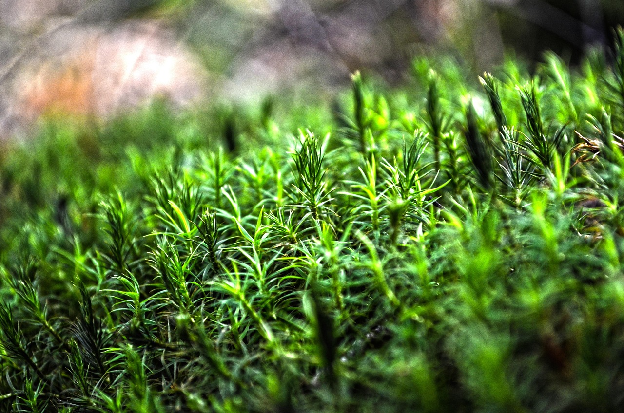 Natureza Floresta Musgo - Foto gratuita no Pixabay - Pixabay