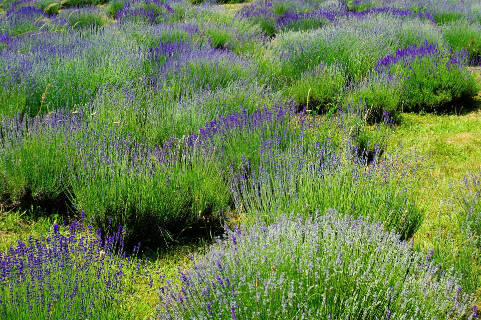 Lavender Nature Flower - Free photo on Pixabay