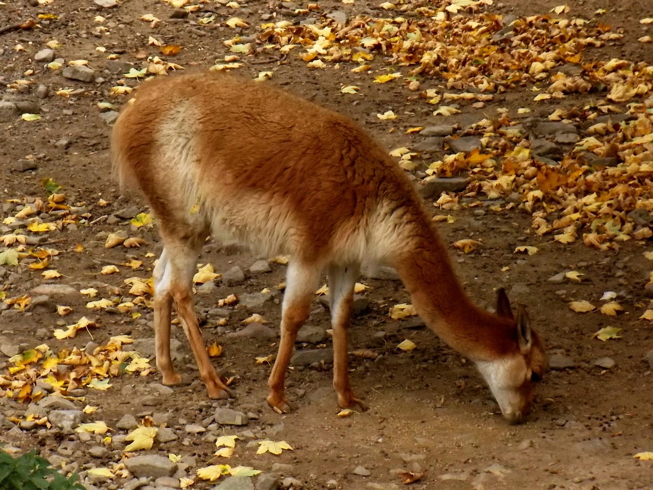 Animal Good Deer - Free photo on Pixabay