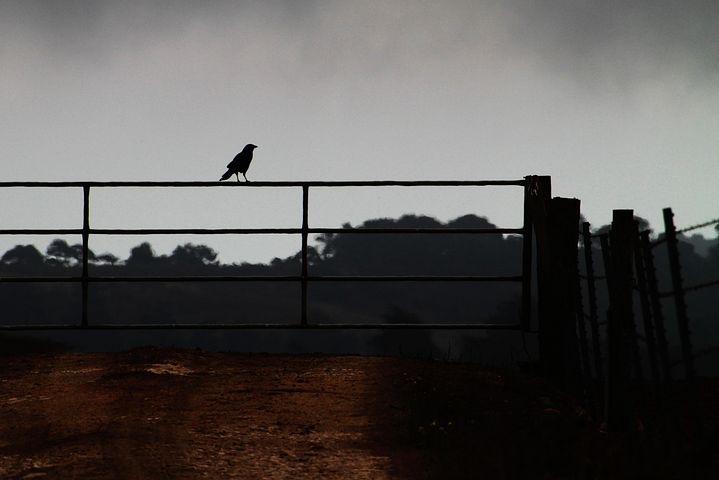 4+ Free Crow On Fence & Crow Images - Pixabay