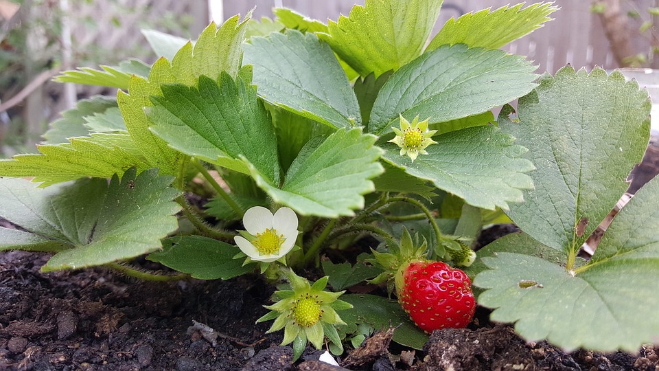 Strawberry Flower Handsome - Free photo on Pixabay