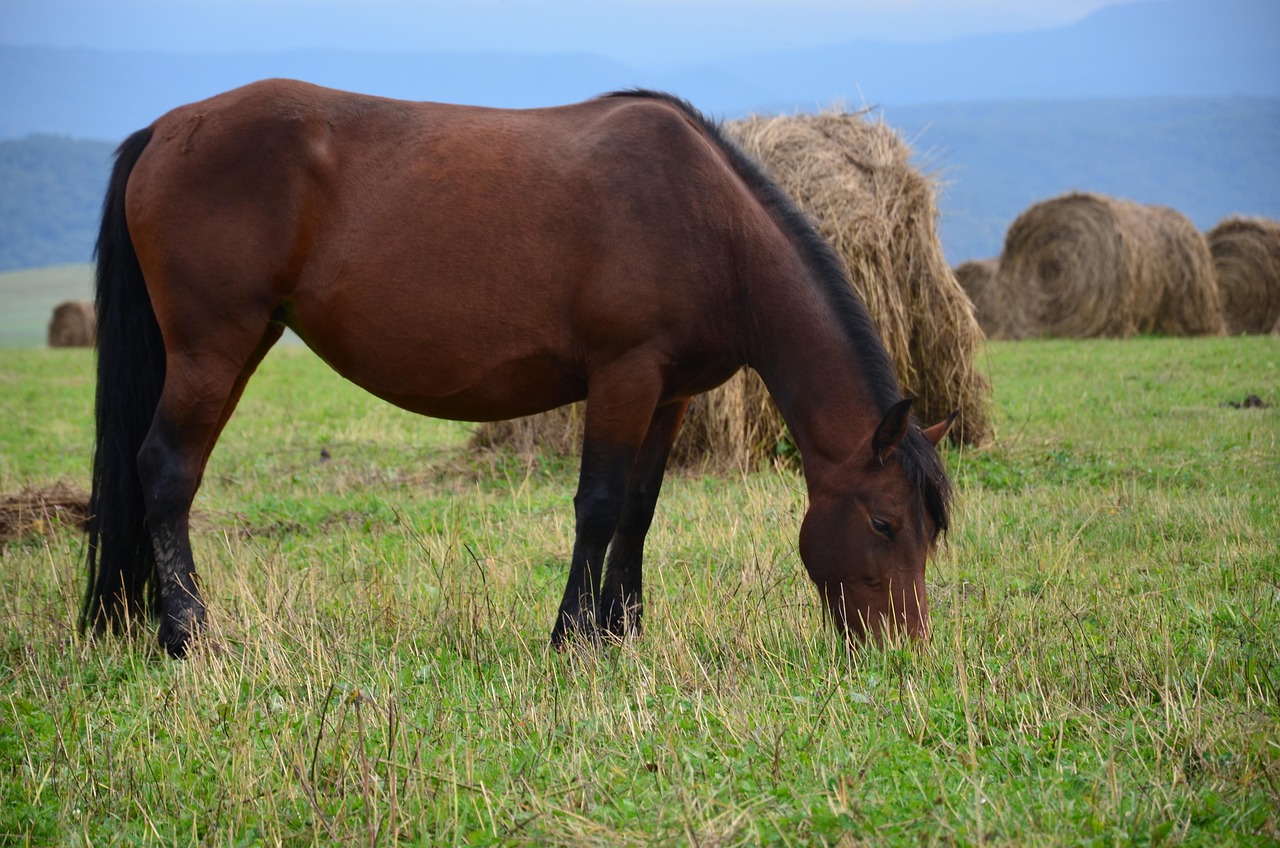 Horse Field Autumn - Free photo on Pixabay