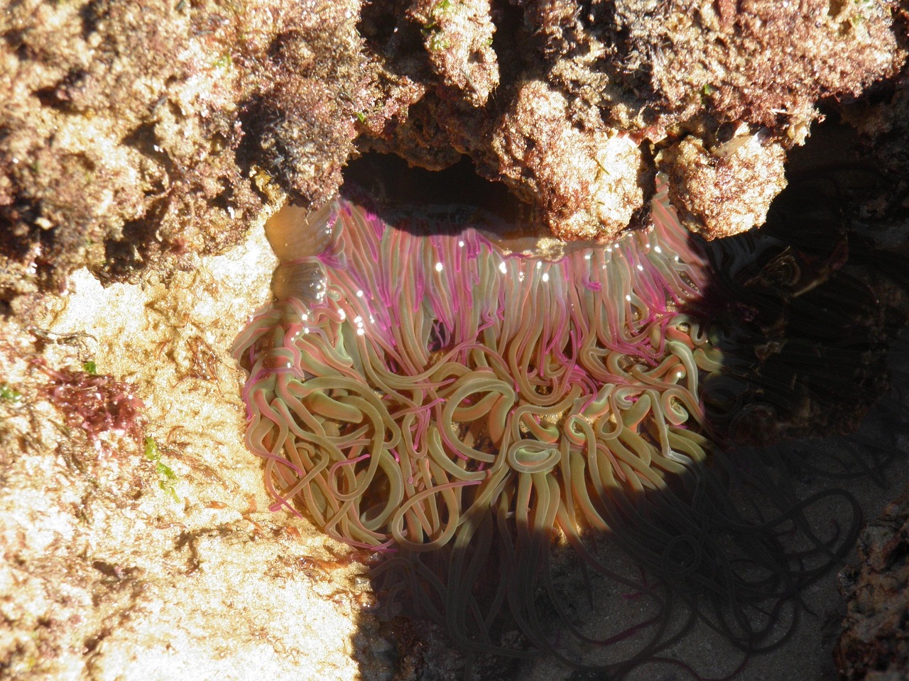 3+ Free Anenome & Algae Images - Pixabay