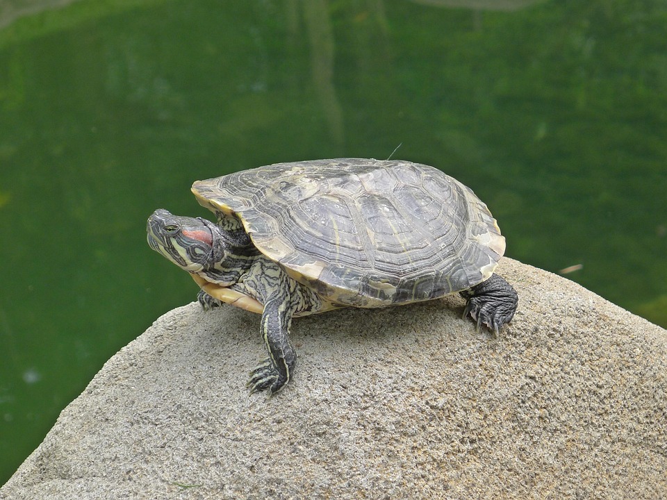 Tortuga Roca Agua - Foto gratis en Pixabay - Pixabay