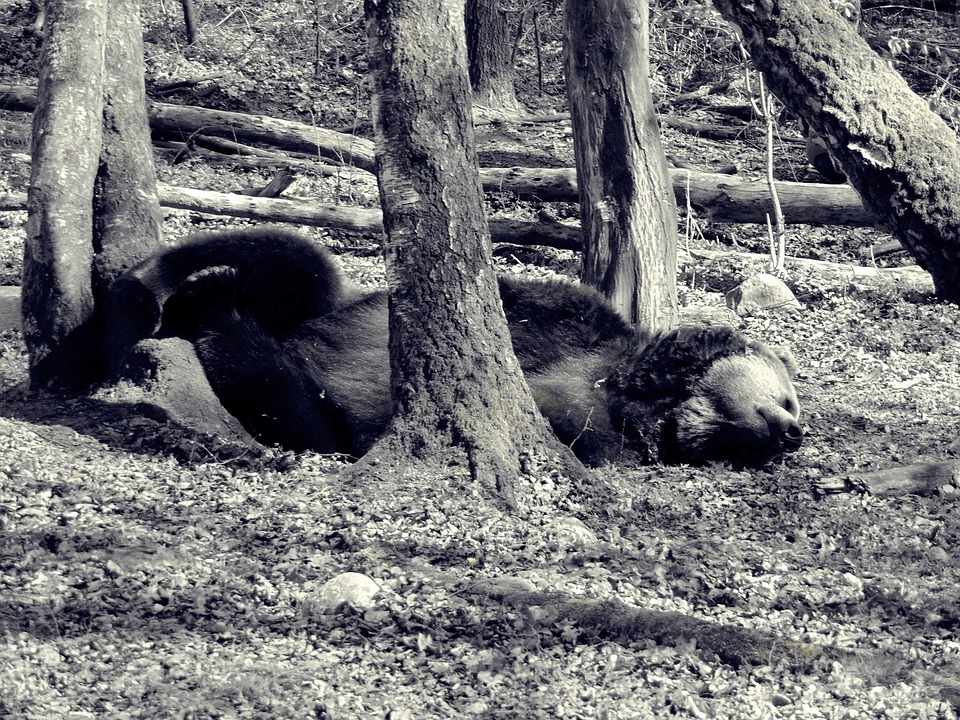 Bear Forest Animal Brown - Free photo on Pixabay - Pixabay