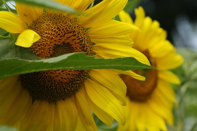 Sunflower Flower Summer Free Photo On Pixabay Pixabay