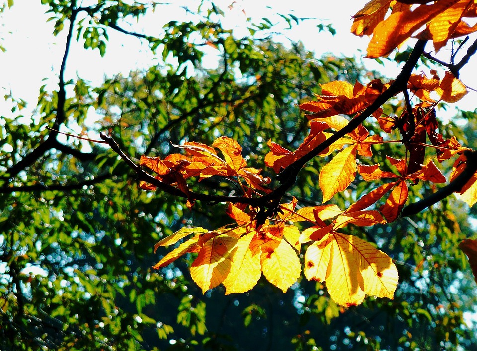 Maple Leaf Beech Leaves Colored - Free photo on Pixabay