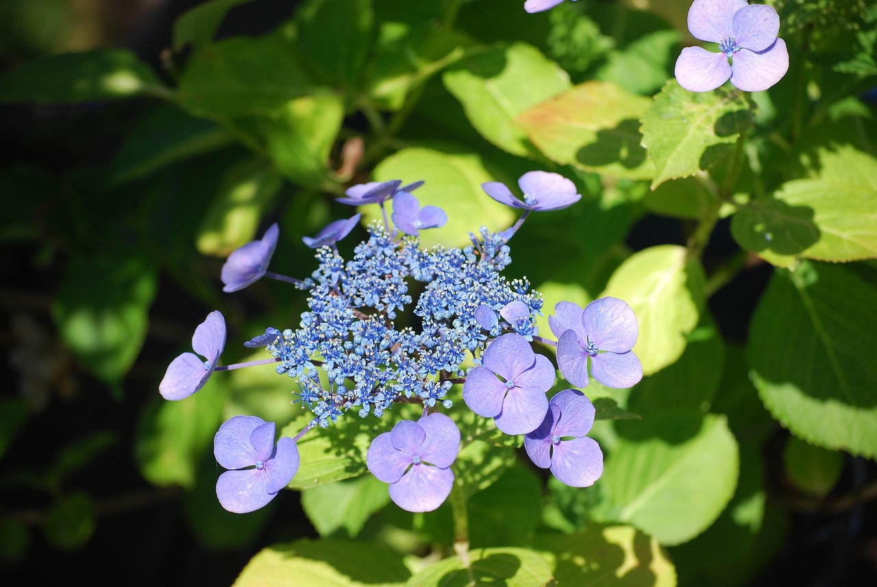 Hydrangea Kebun Bunga - Foto gratis di Pixabay - Pixabay
