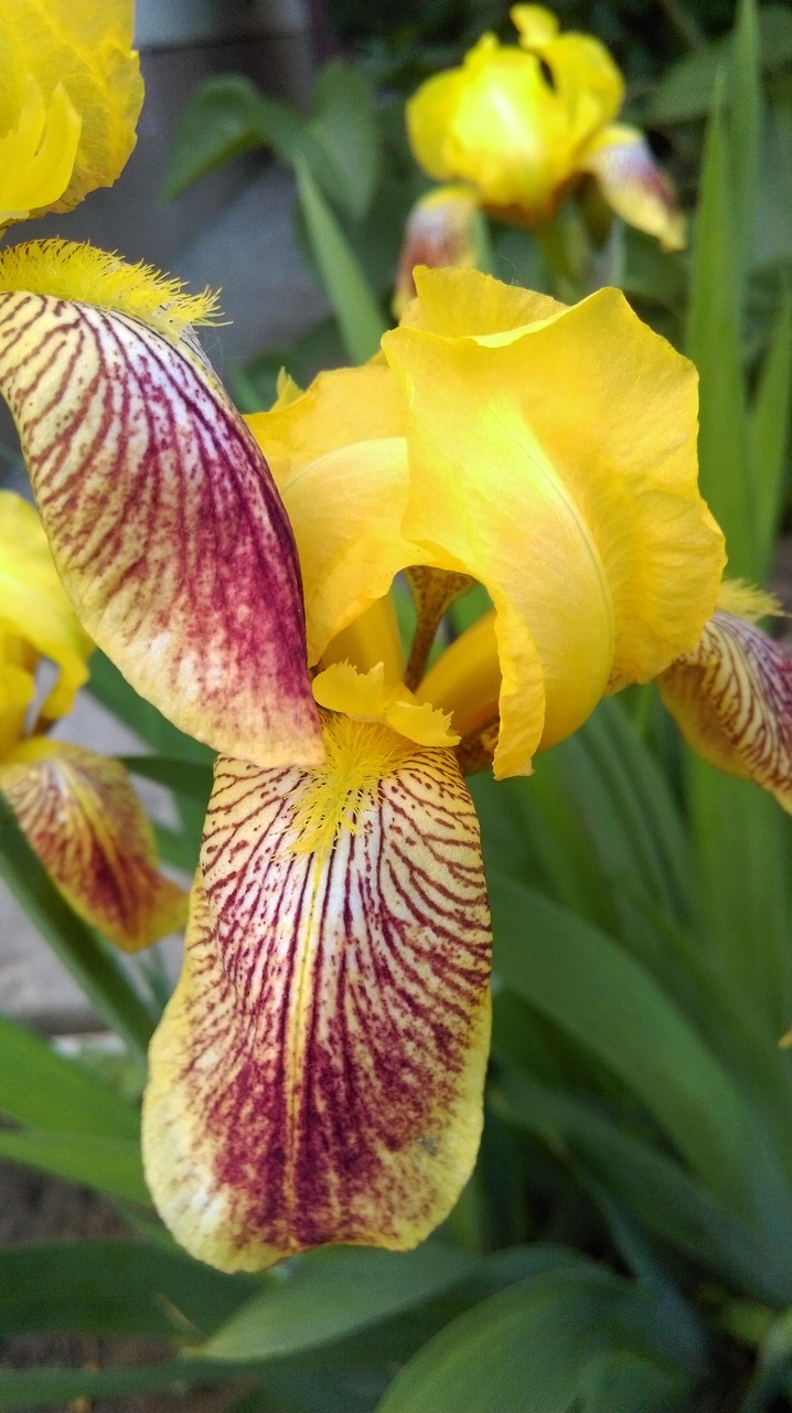 Iris Yellow Summer - Free photo on Pixabay