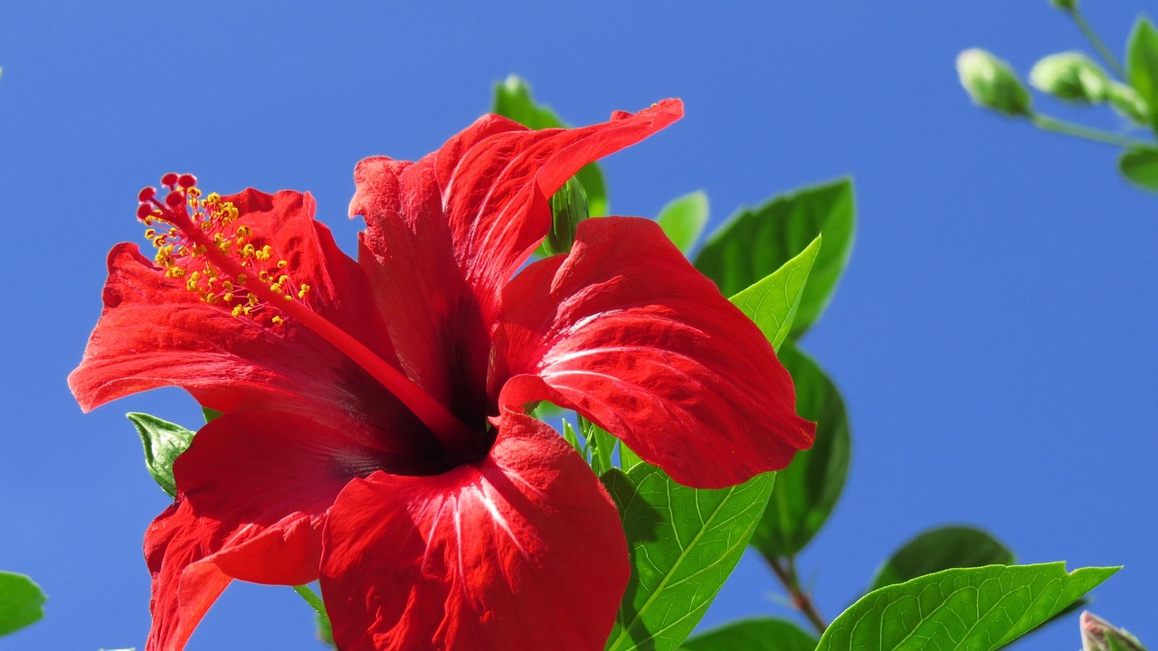 Fleur Rouge La Nature Jardin - Photo gratuite sur Pixabay - Pixabay