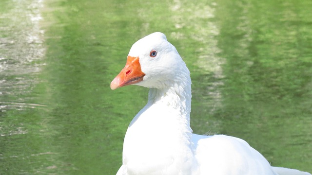 Ganso Pato Lago Cuello - Foto gratis en Pixabay