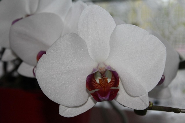 Orchidee Blüte Pflanze - Kostenloses Foto auf Pixabay - Pixabay