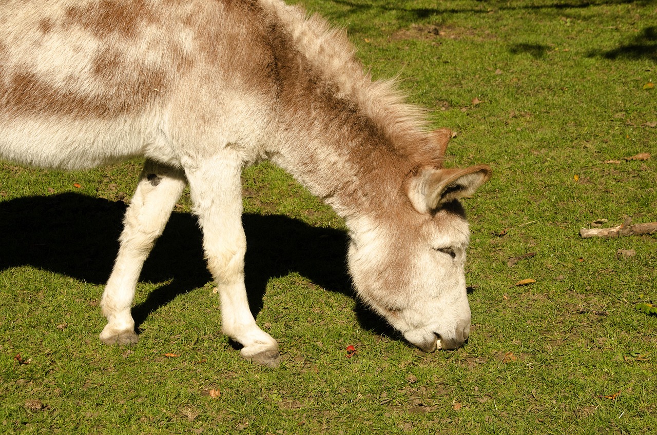 Asno Jardim Zoológico Animal - Foto gratuita no Pixabay - Pixabay