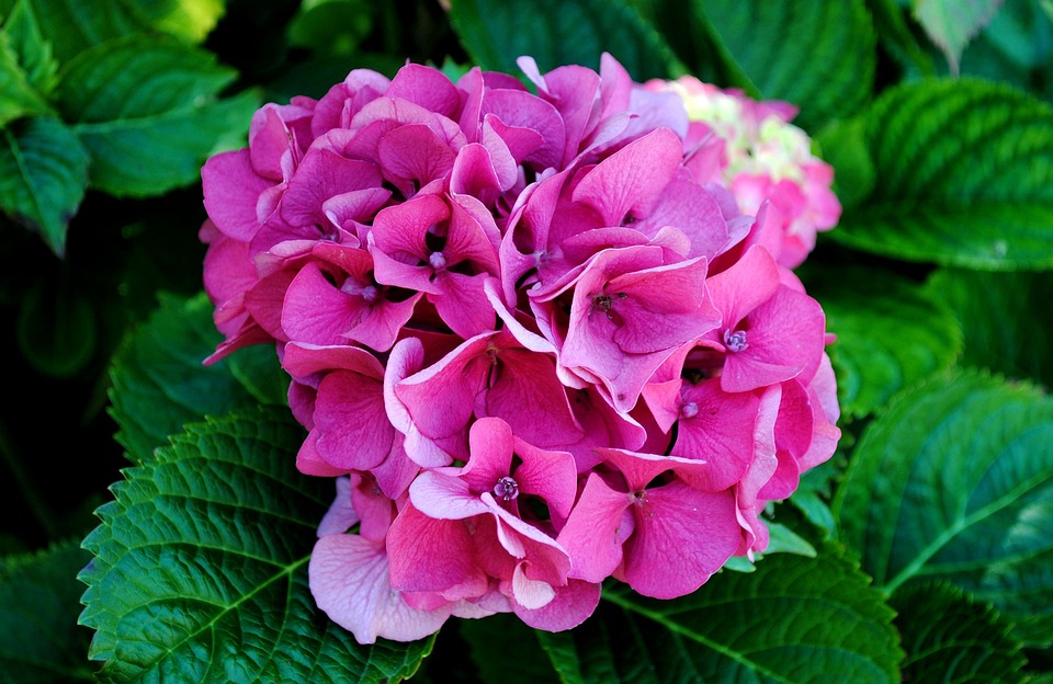 Hortensie Floare Floarea - Fotografie gratuită pe Pixabay