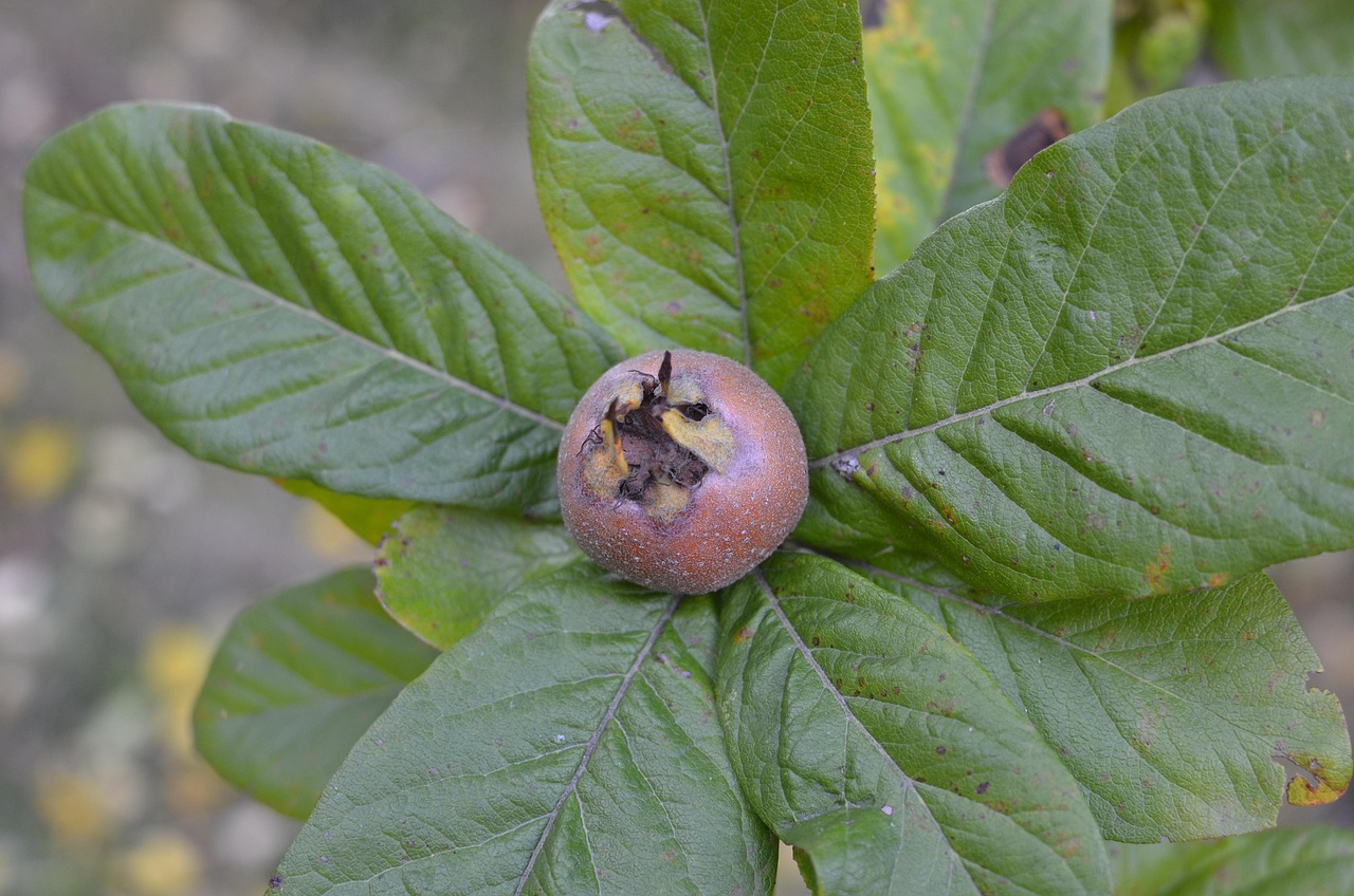 Medlar Fruit Plant - Free photo on Pixabay - Pixabay