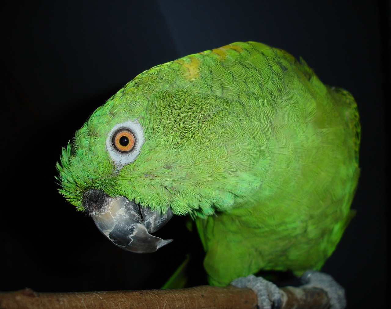Yellow-Naped Amazon Parrot Amazone - Free photo on Pixabay