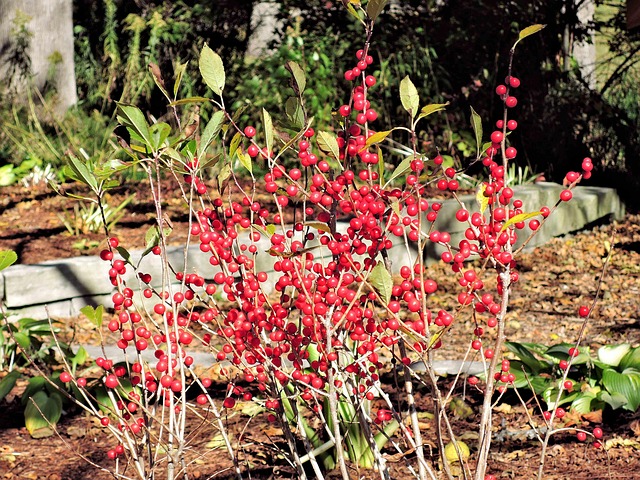 Bayas Del Bosque Salvaje - Foto gratis en Pixabay - Pixabay