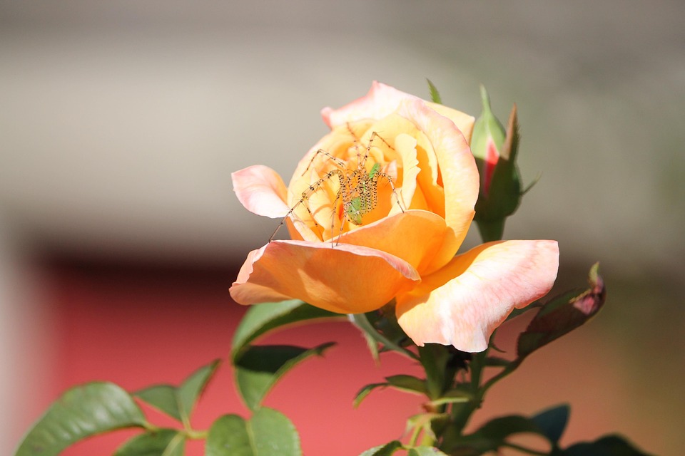 Rose Spider Green - Free photo on Pixabay - Pixabay