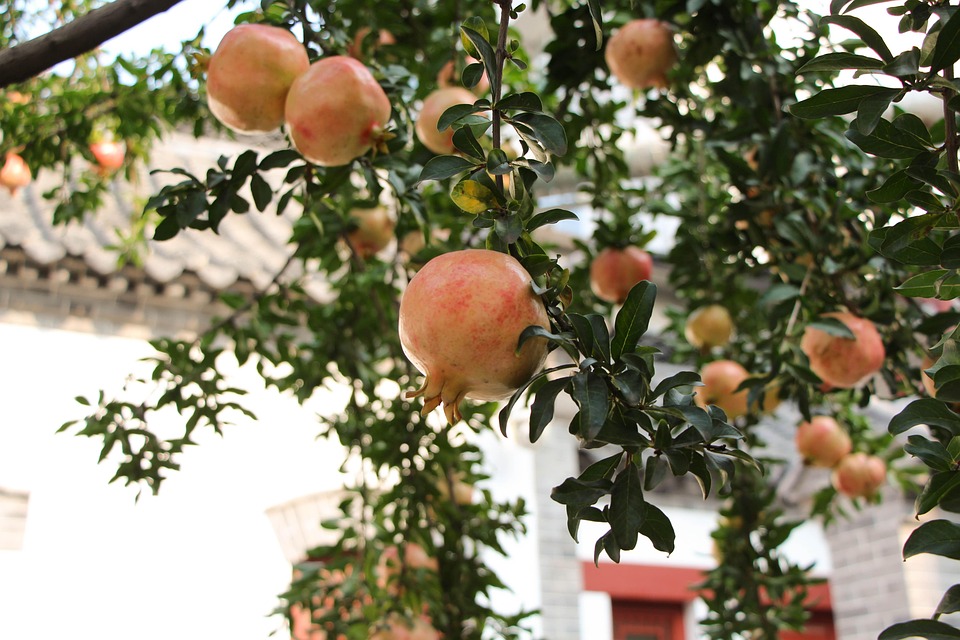 Romã Fruta - Foto gratuita no Pixabay - Pixabay