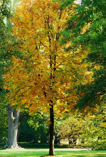 Branch Branches Trees - Free photo on Pixabay