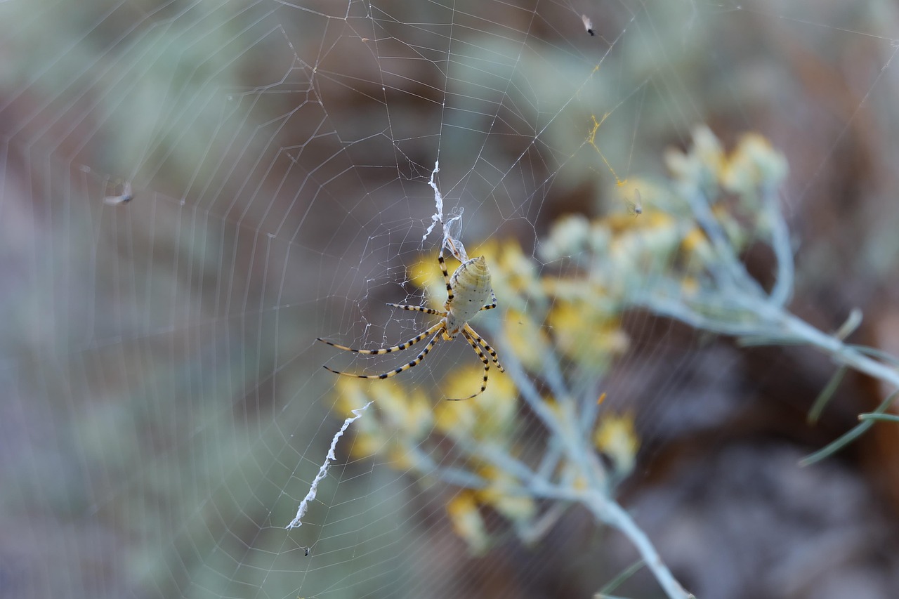 Spider Bush Insect - Free photo on Pixabay