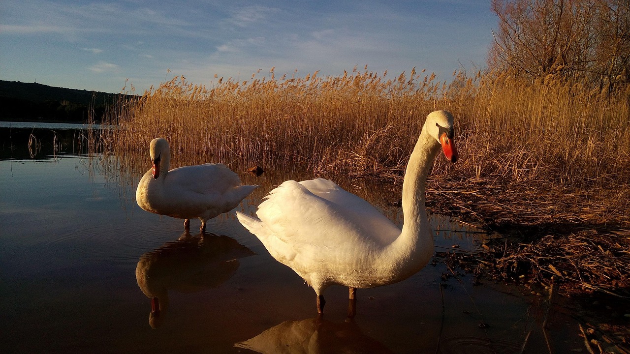 Swans The Farm Logroño - Free photo on Pixabay