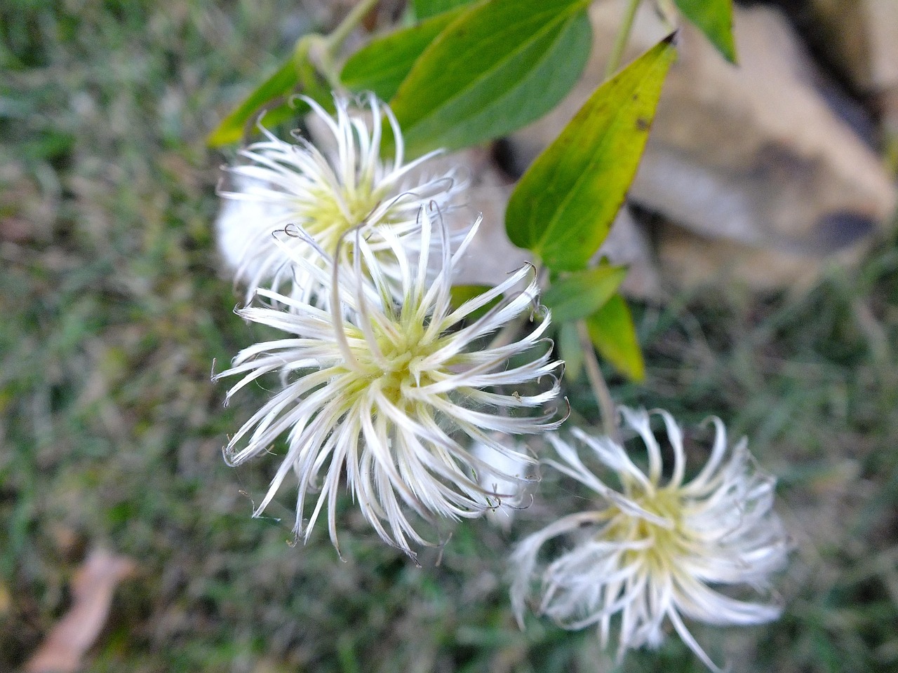 Flor Blanco Naturaleza - Foto gratis en Pixabay - Pixabay