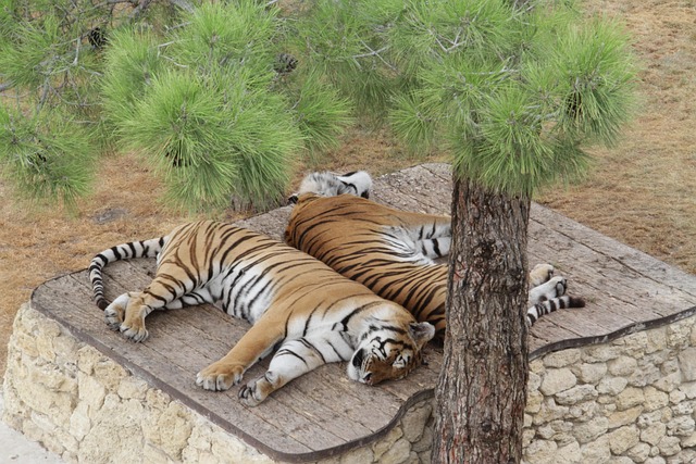 Tijgers Dierentuin Slaap - Gratis foto op Pixabay - Pixabay