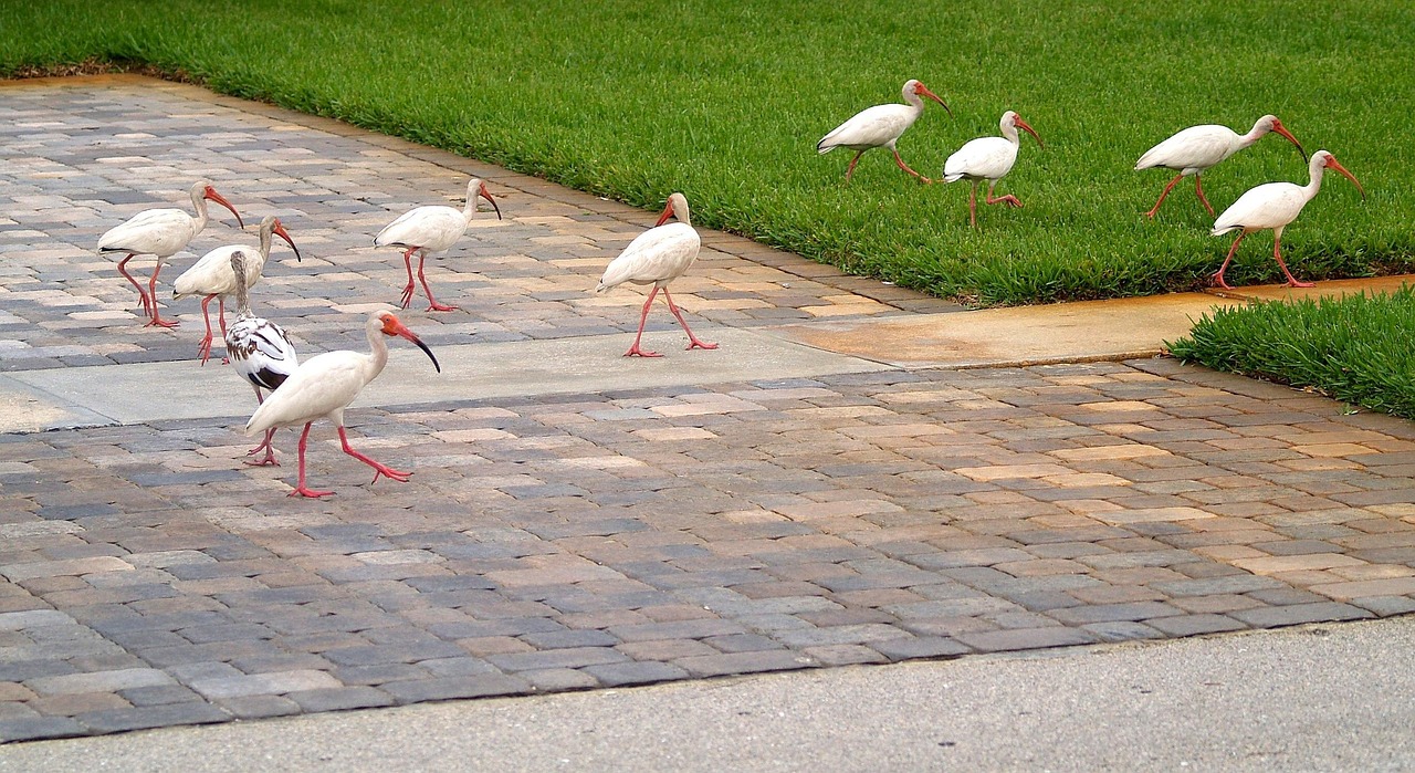 Ibis Birds Group - Free photo on Pixabay