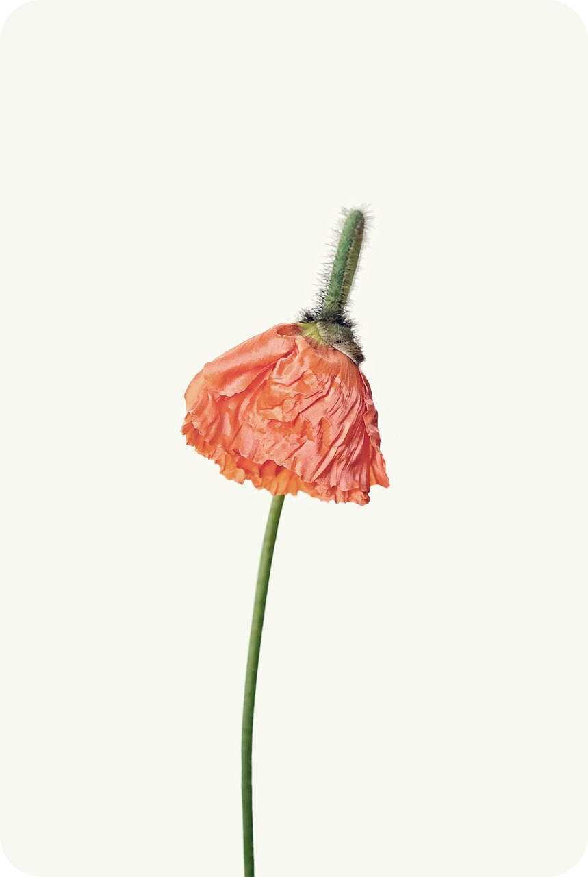 500+ Free Orange Poppy & Poppy Images - Pixabay