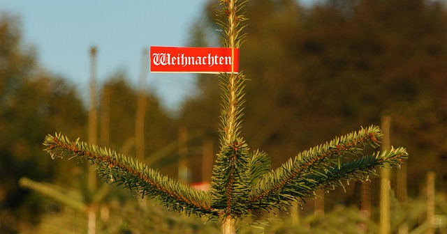 Christmas Tree Fir - Free photo on Pixabay