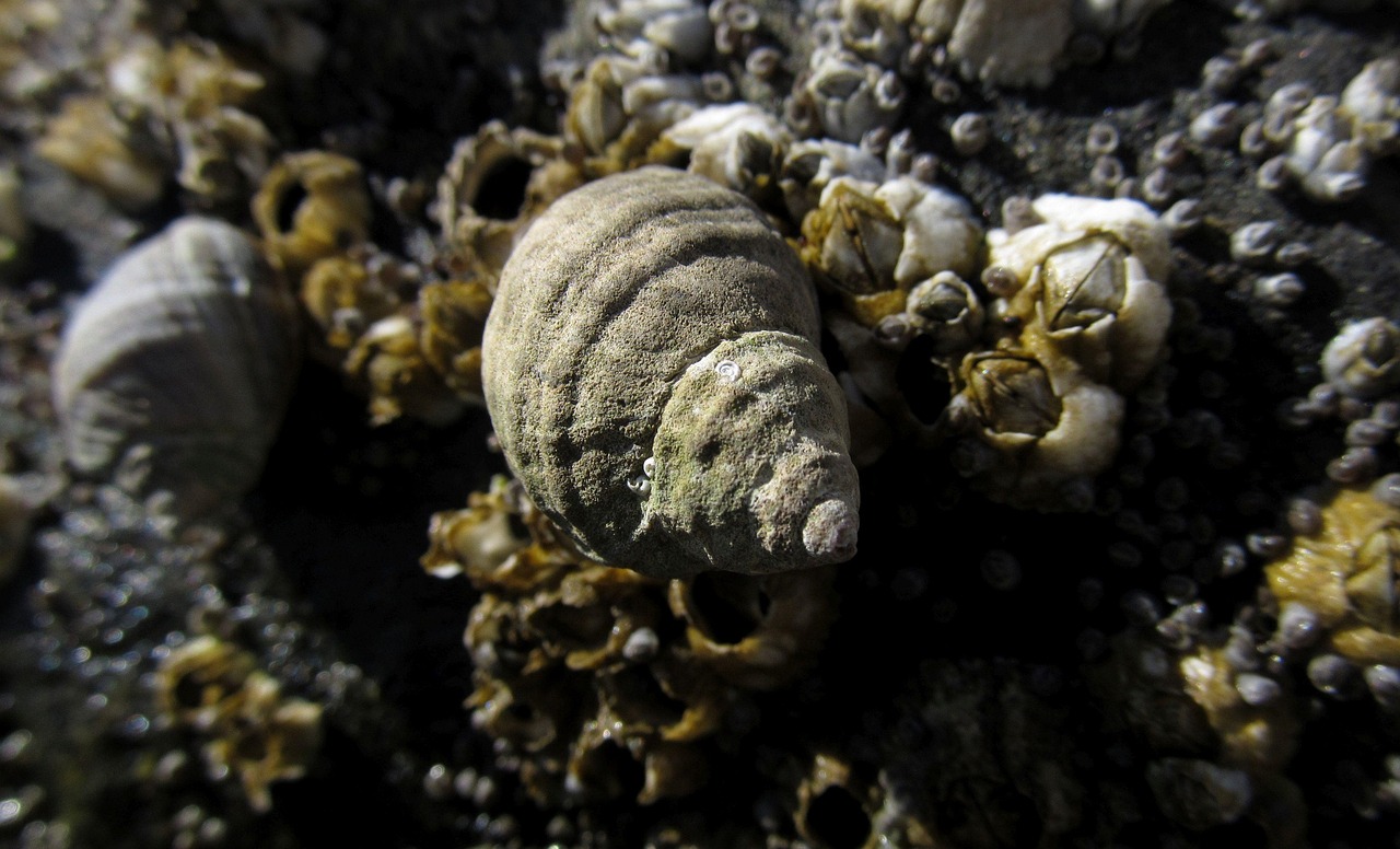 Coquille Coquillage Mer - Photo gratuite sur Pixabay