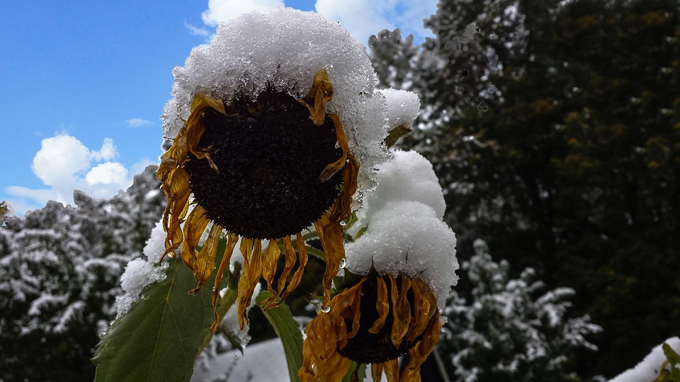 Fall Snow October - Free photo on Pixabay