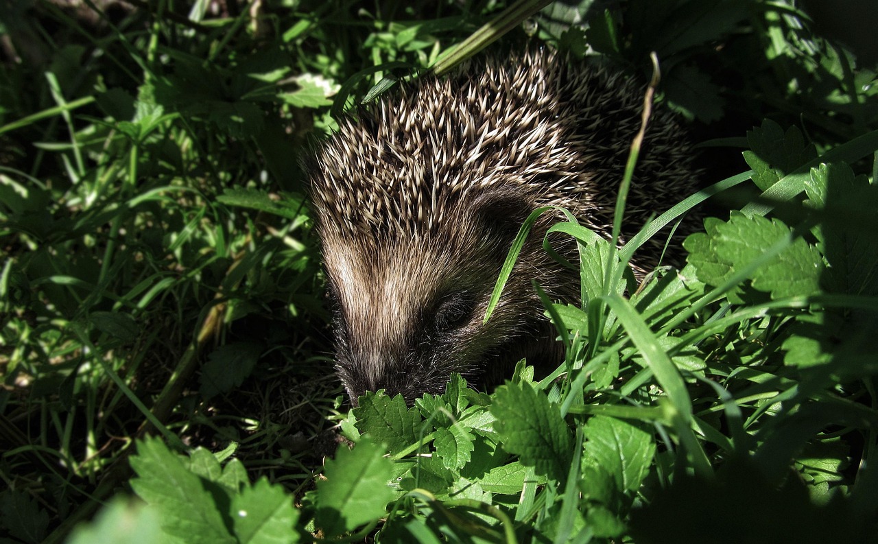 8.000+ kostenlose Hedgehog Sleeping und Igel-Bilder - Pixabay