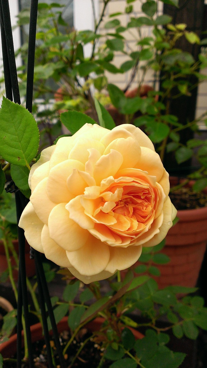 20,000+ Free Rose Pot & Nature Images - Pixabay