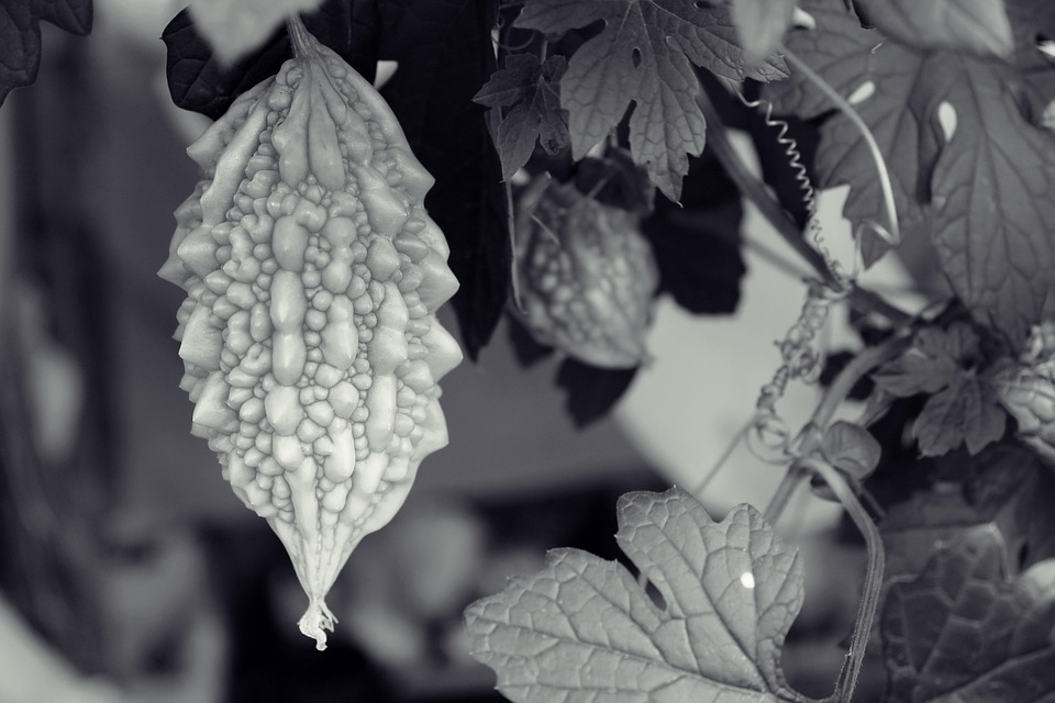 Momordica Plant Fruit - Free photo on Pixabay - Pixabay