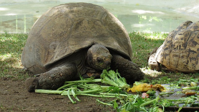 Tortuga Bocadillo Comida - Foto gratis en Pixabay - Pixabay